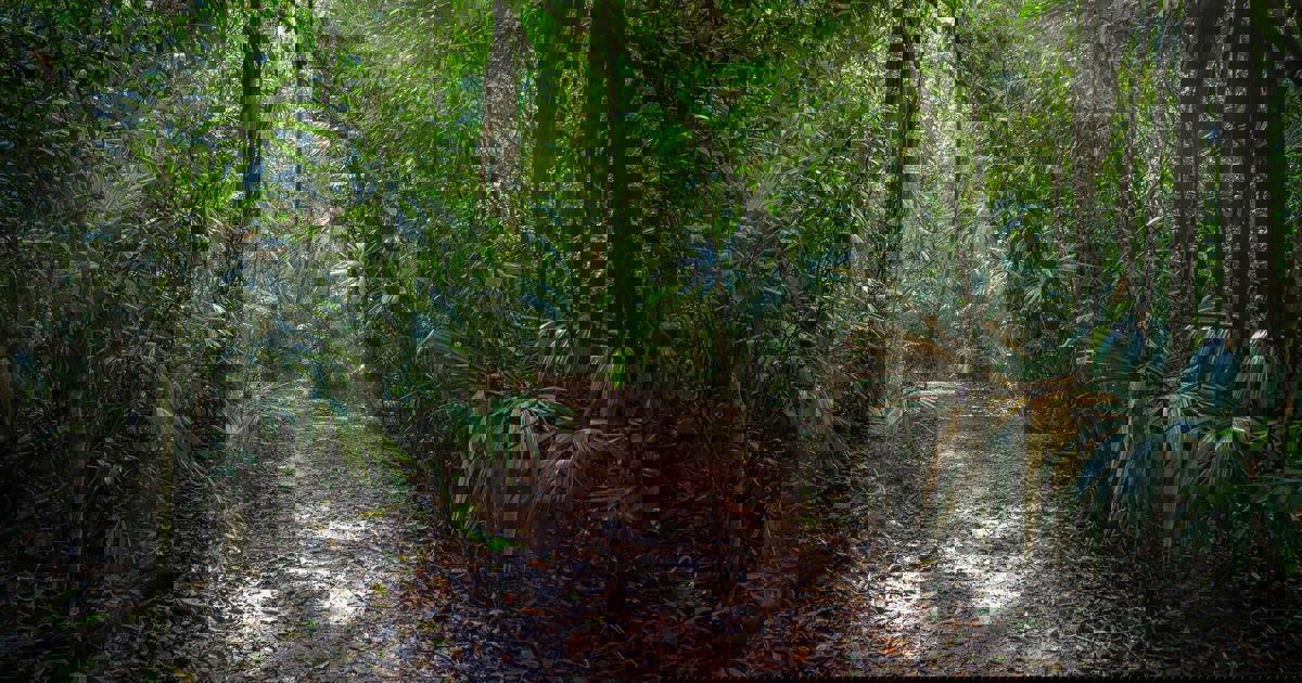 Kotawa Kaffetur & 'De Hængende Broer'