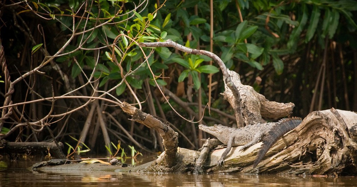 Dyrelivet i Punta Sal National Park